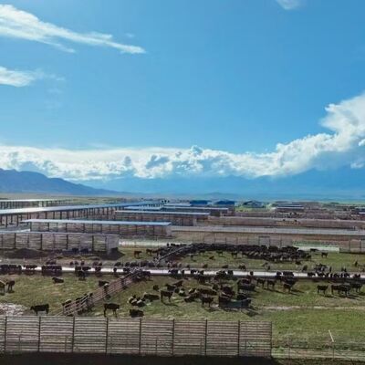 Cattle Shed with Galvanized Steel Frame & Open-Sided Shade Roof for ...