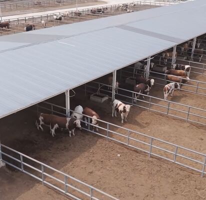 Cattle Shed with Galvanized Steel Frame & Open-Sided Shade Roof for ...