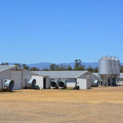 50 Year Steel Poultry House For Broiler Layer Farms With Insulated ...